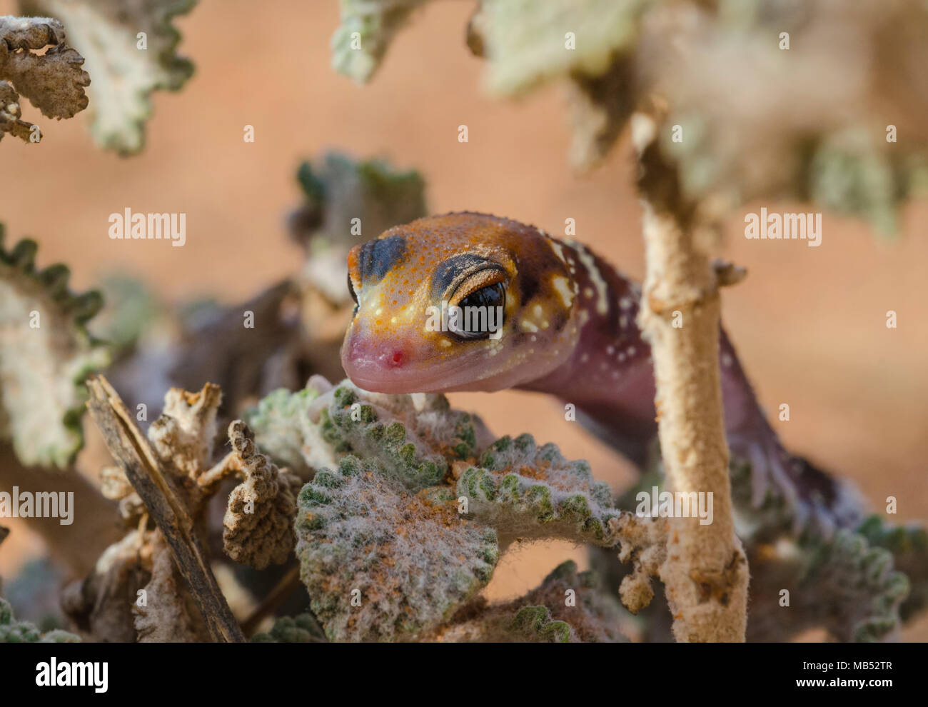 Barking or thick tailed gecko Underwoodisaurus milii Stock Photo - Alamy