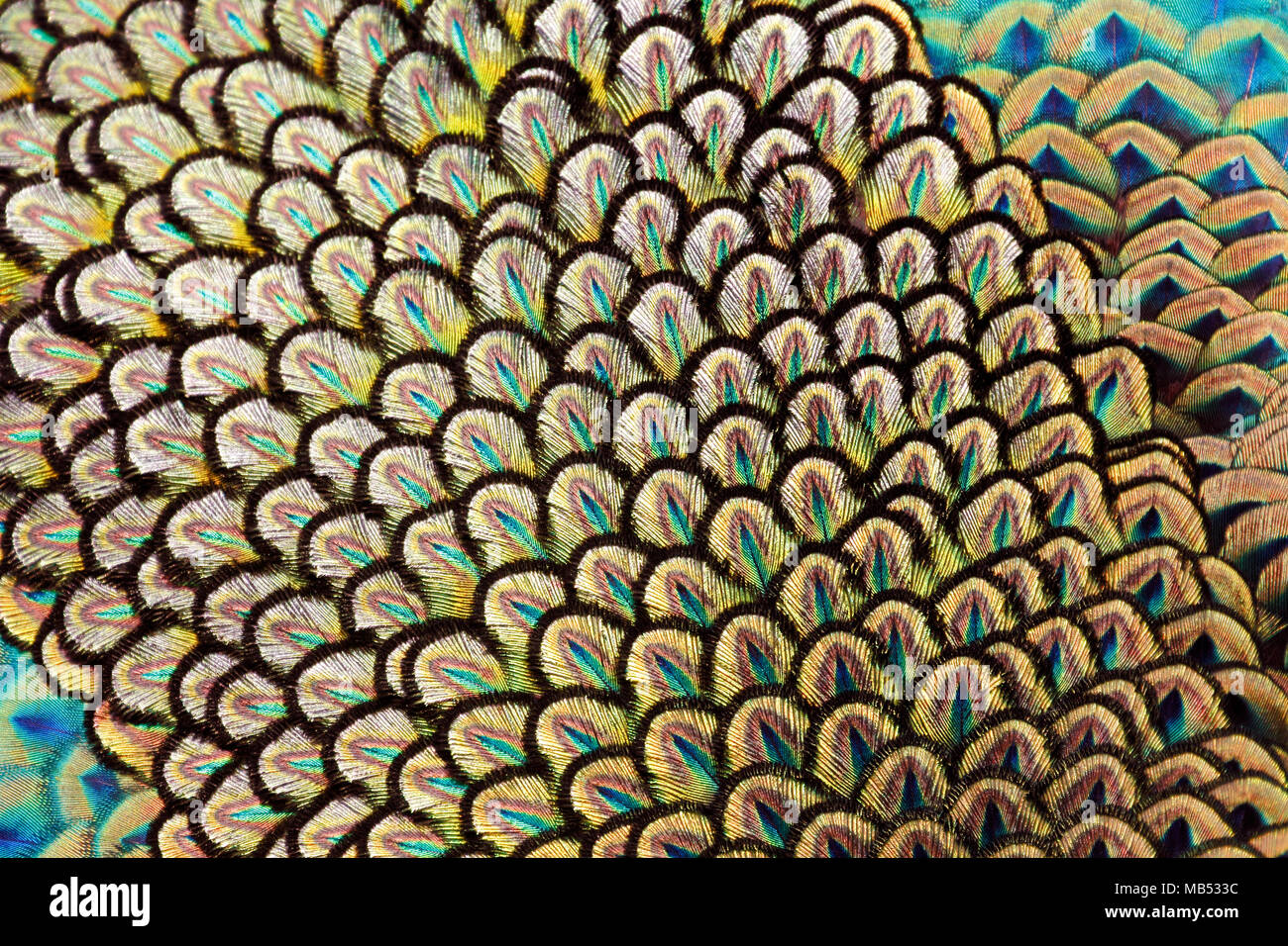 Detail on back feathers of male green peafowl / peacock (Pavo muticus ...