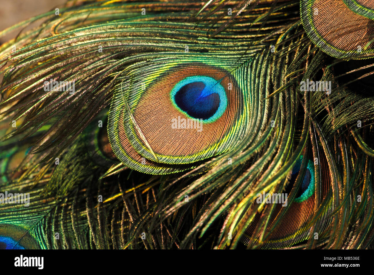 Eyespot Stock Photos & Eyespot Stock Images - Alamy