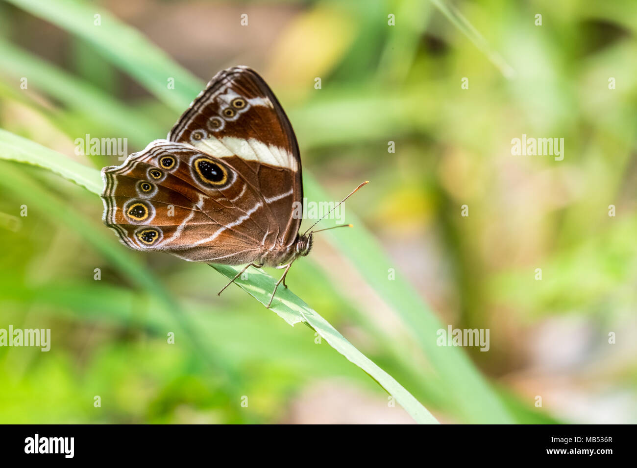 Banded tree brown hi-res stock photography and images - Alamy