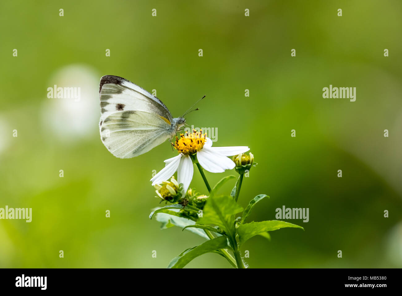 Indian Cabbage White (Pieris canidia) perching on plant Stock Photo - Alamy