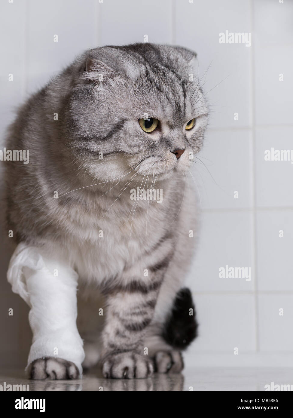 A domestic cat with a bandage. A wound on the head and paw. Animal ...