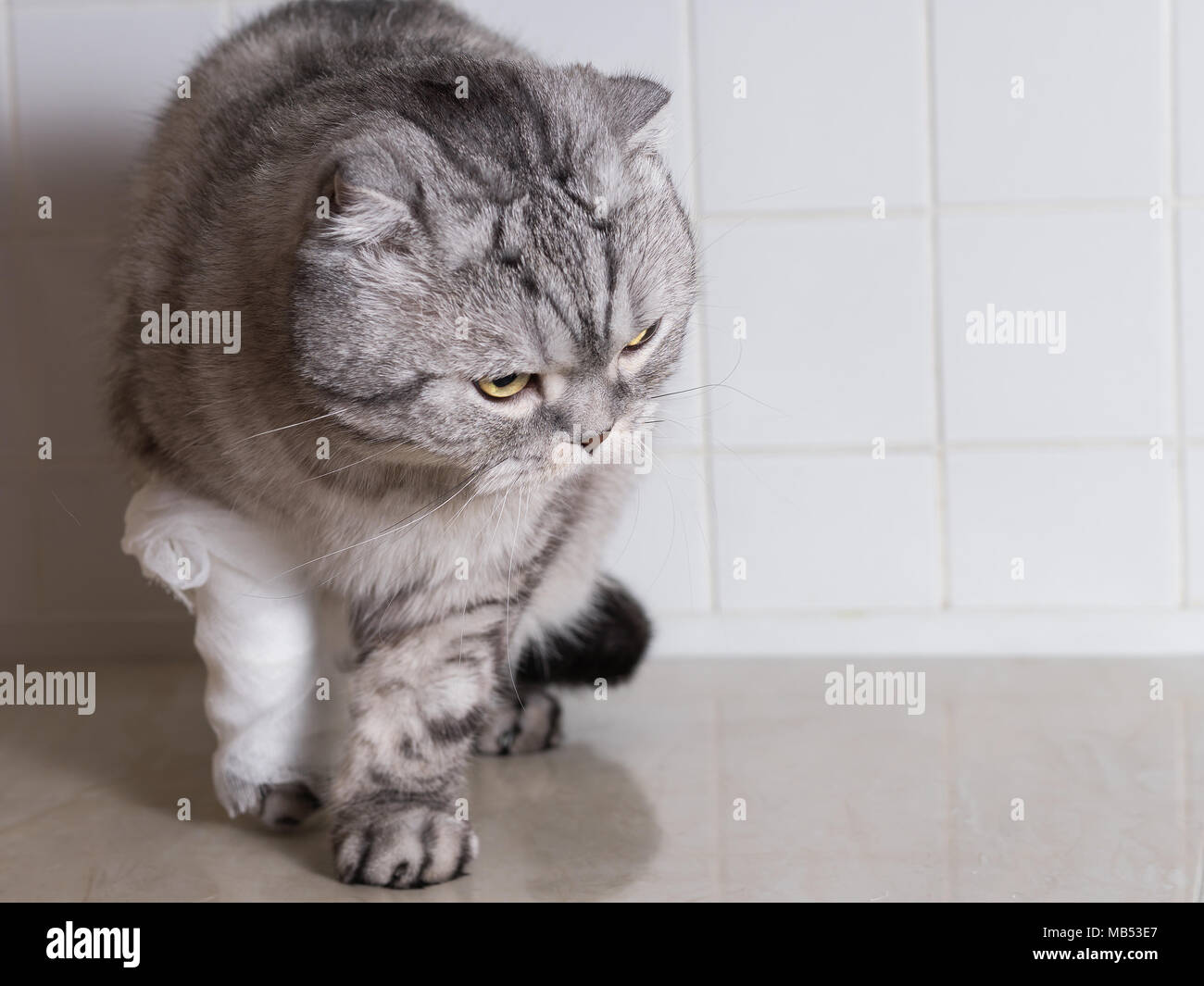 A domestic cat with a bandage. A wound on the head and paw. Animal ...