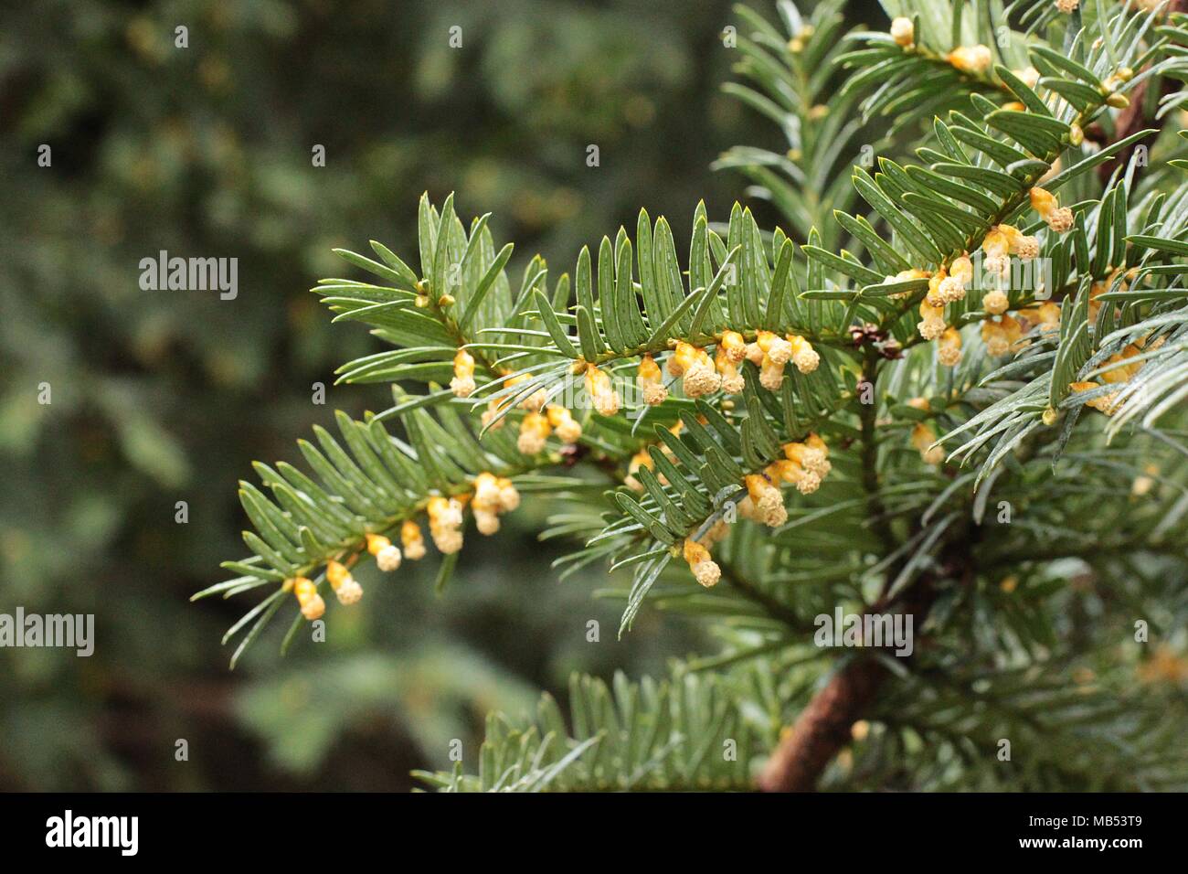 Common yew taxus baccata male hi-res stock photography and images - Alamy