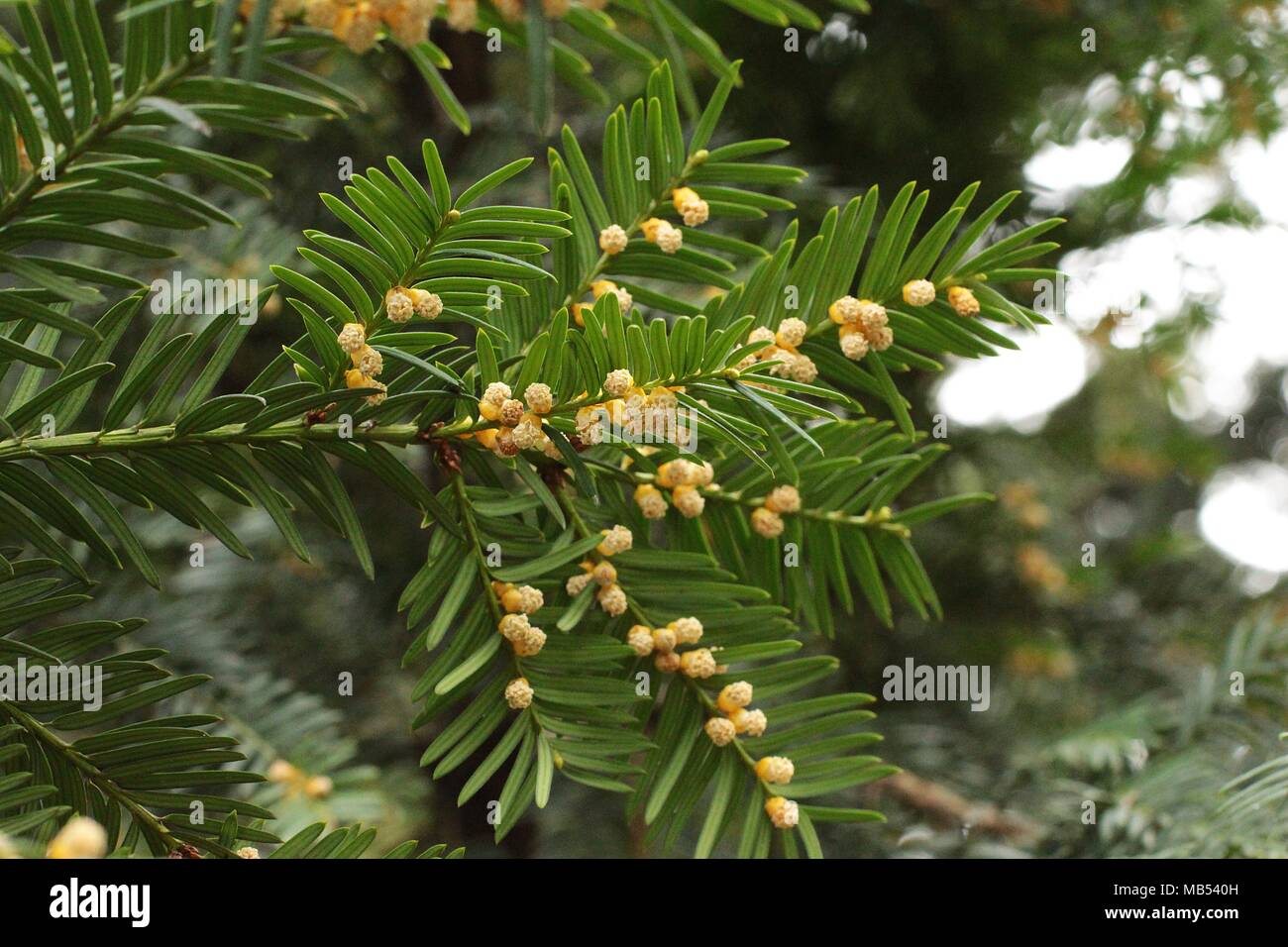 yellow male flowers of european yew - Taxus baccata Stock Photo - Alamy