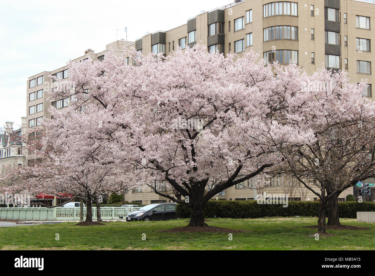 Cherry Blossom Trees in Spring Peak Bloom Stock Photo - Alamy