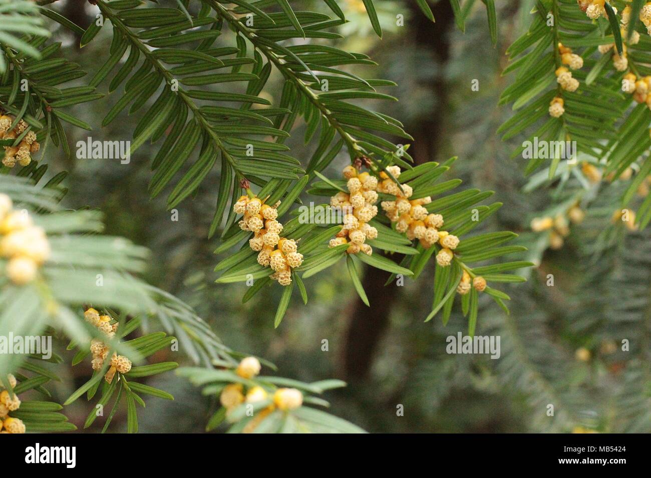 European yew hi-res stock photography and images - Alamy