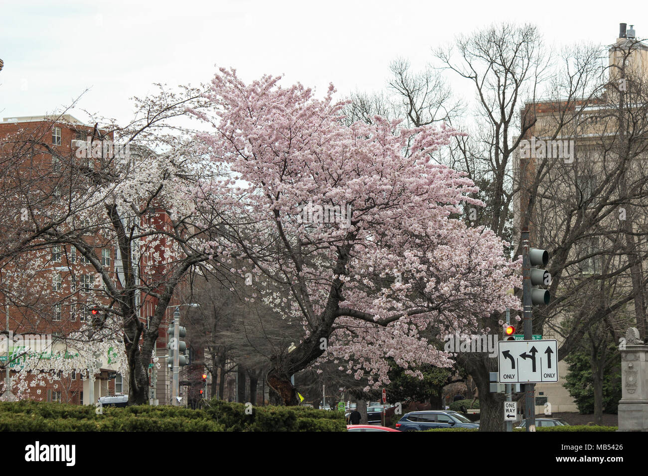 Cherry Blossom Trees in Spring Peak Bloom Stock Photo - Alamy