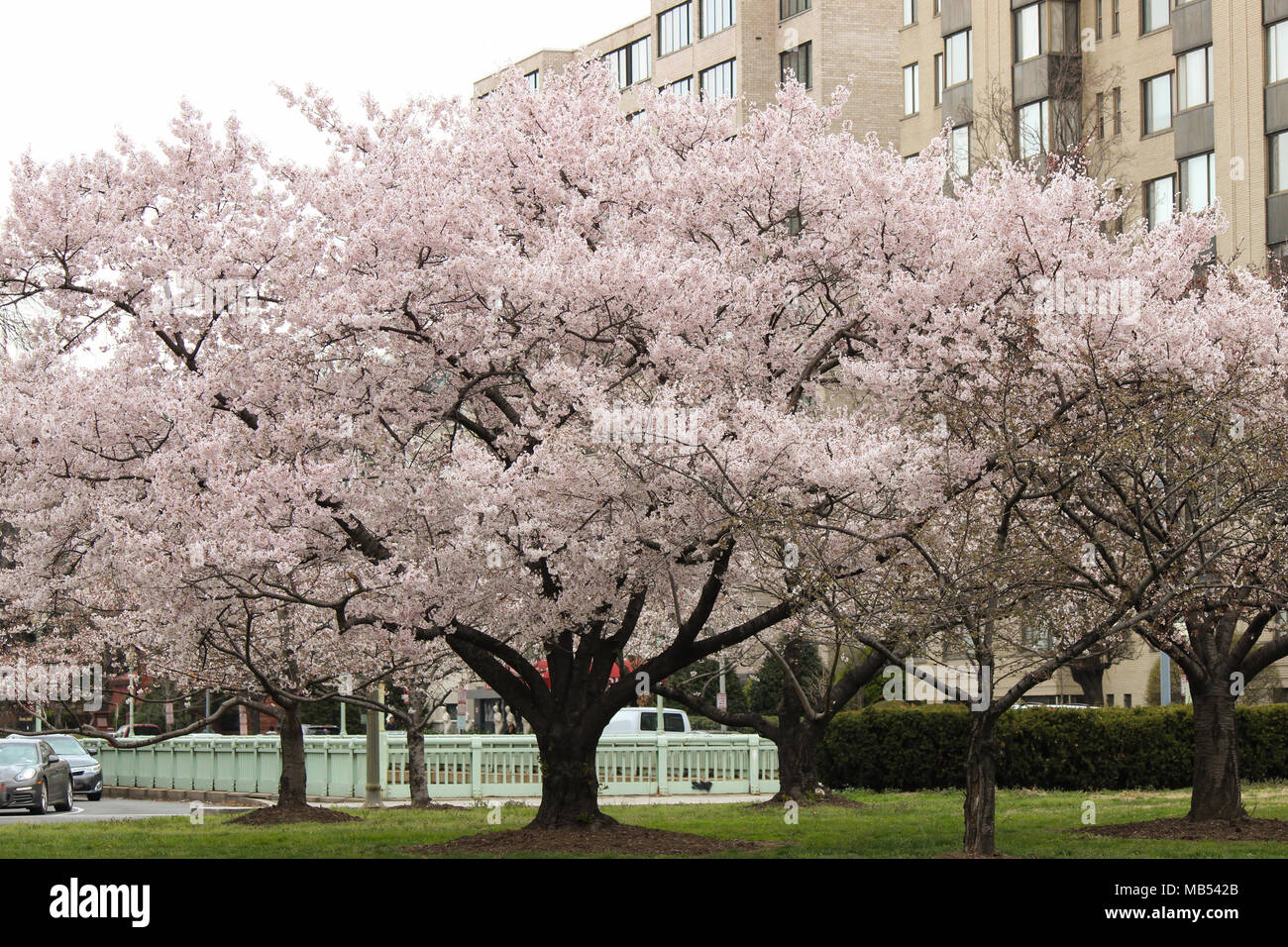 Cherry Blossom Trees in Spring Peak Bloom Stock Photo - Alamy