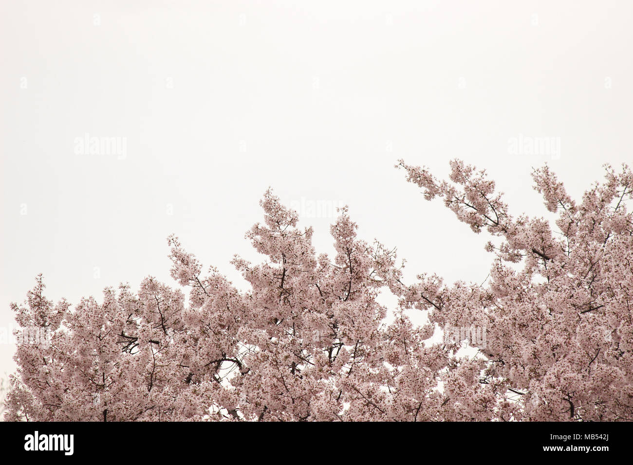 Cherry Blossom Trees in Spring Peak Bloom Stock Photo - Alamy