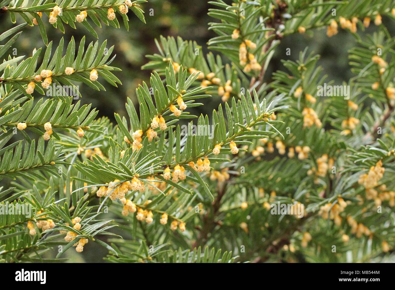 yellow male flowers of european yew - Taxus baccata Stock Photo - Alamy