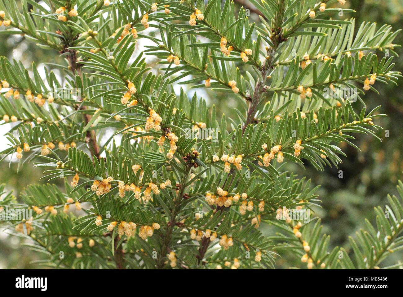 yellow male flowers of european yew - Taxus baccata Stock Photo - Alamy