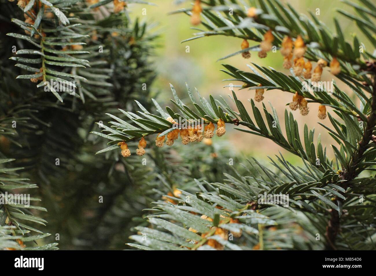 European Yew High Resolution Stock Photography and Images - Alamy