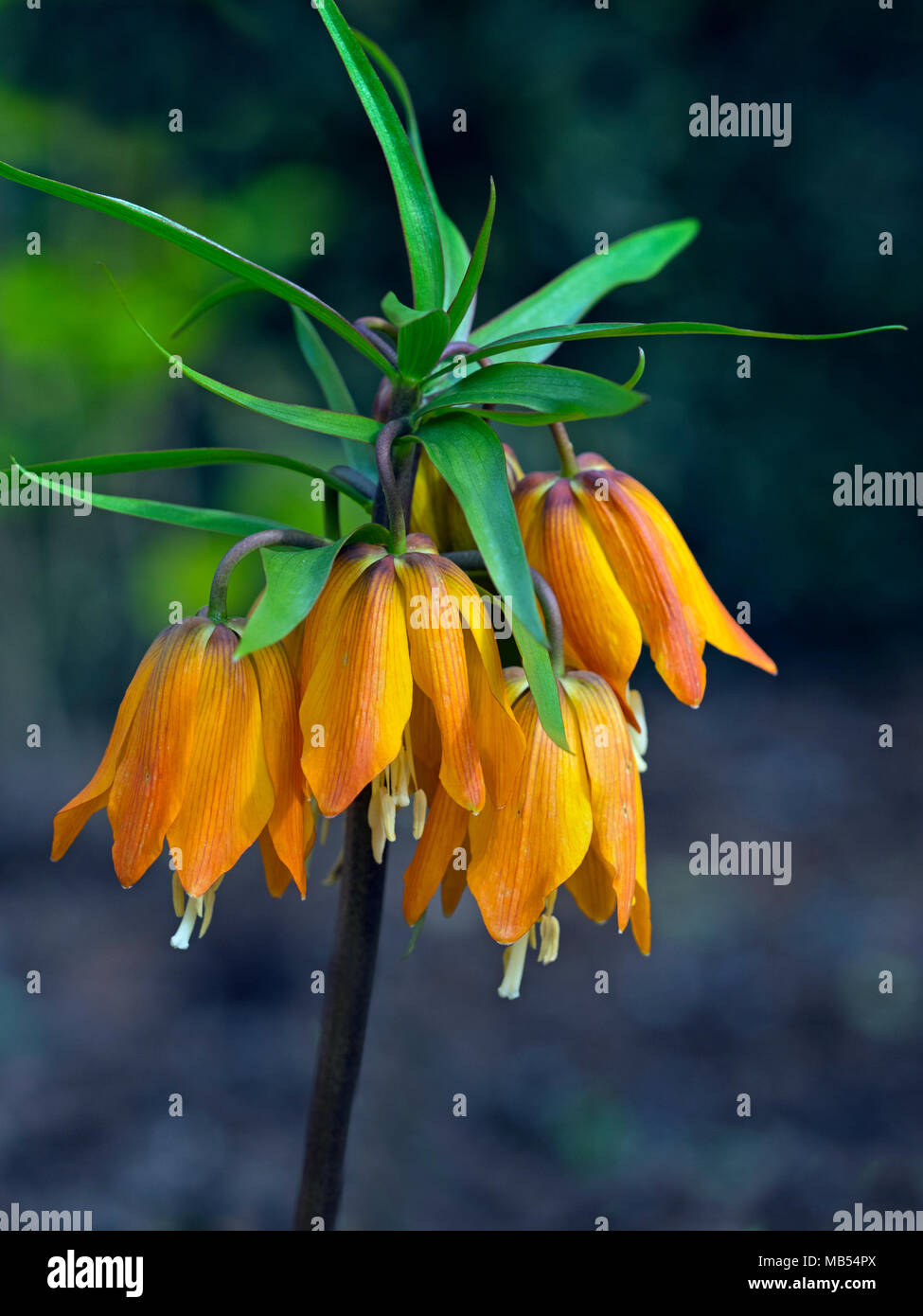 Bell shaped crown hi-res stock photography and images - Alamy