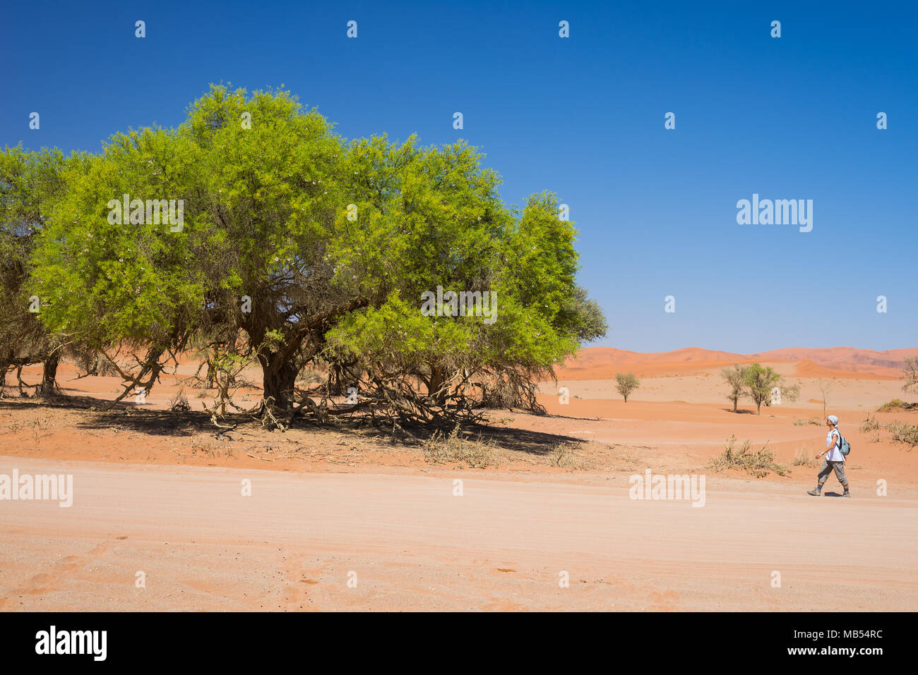 Tourist walking at Sossusvlei, Namibia. Scenic Acacia trees and ...