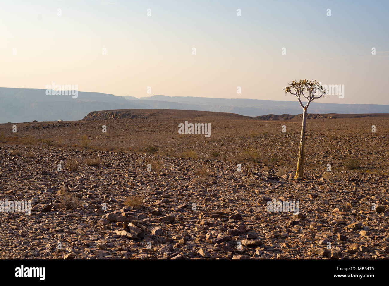 Lone small Baobab at Fish River Canyon, travel destination in Namibia ...