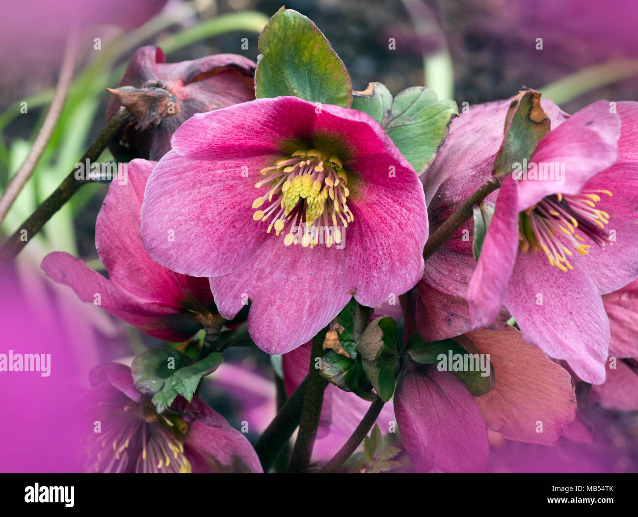 Helleborus Madame Lemonnier Stock Photo - Alamy