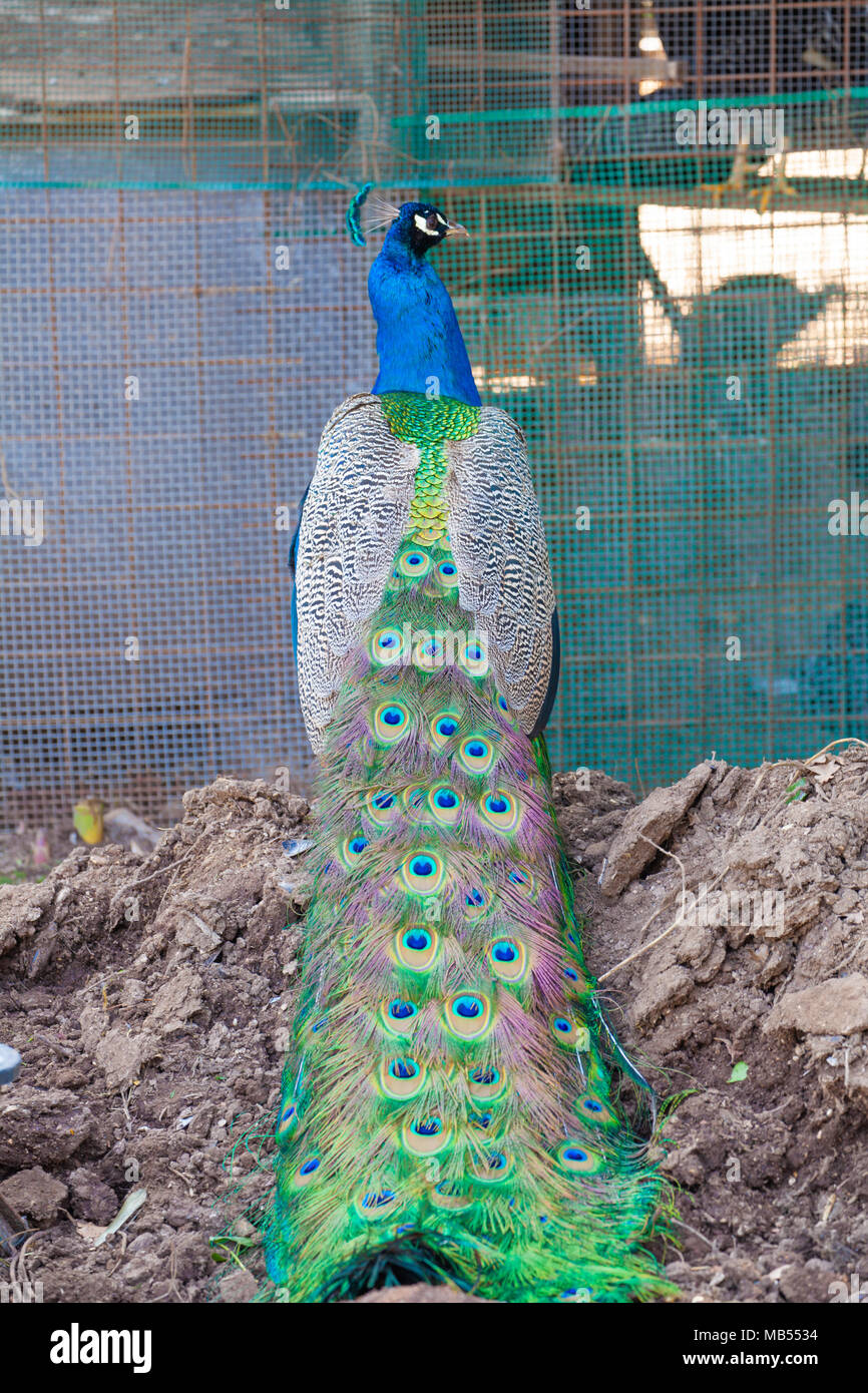 Peacock closed tail rear view Stock Photo - Alamy