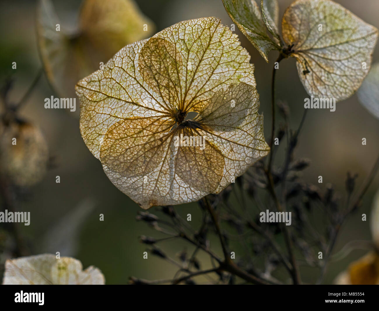 Pretty dead flower hi-res stock photography and images - Alamy