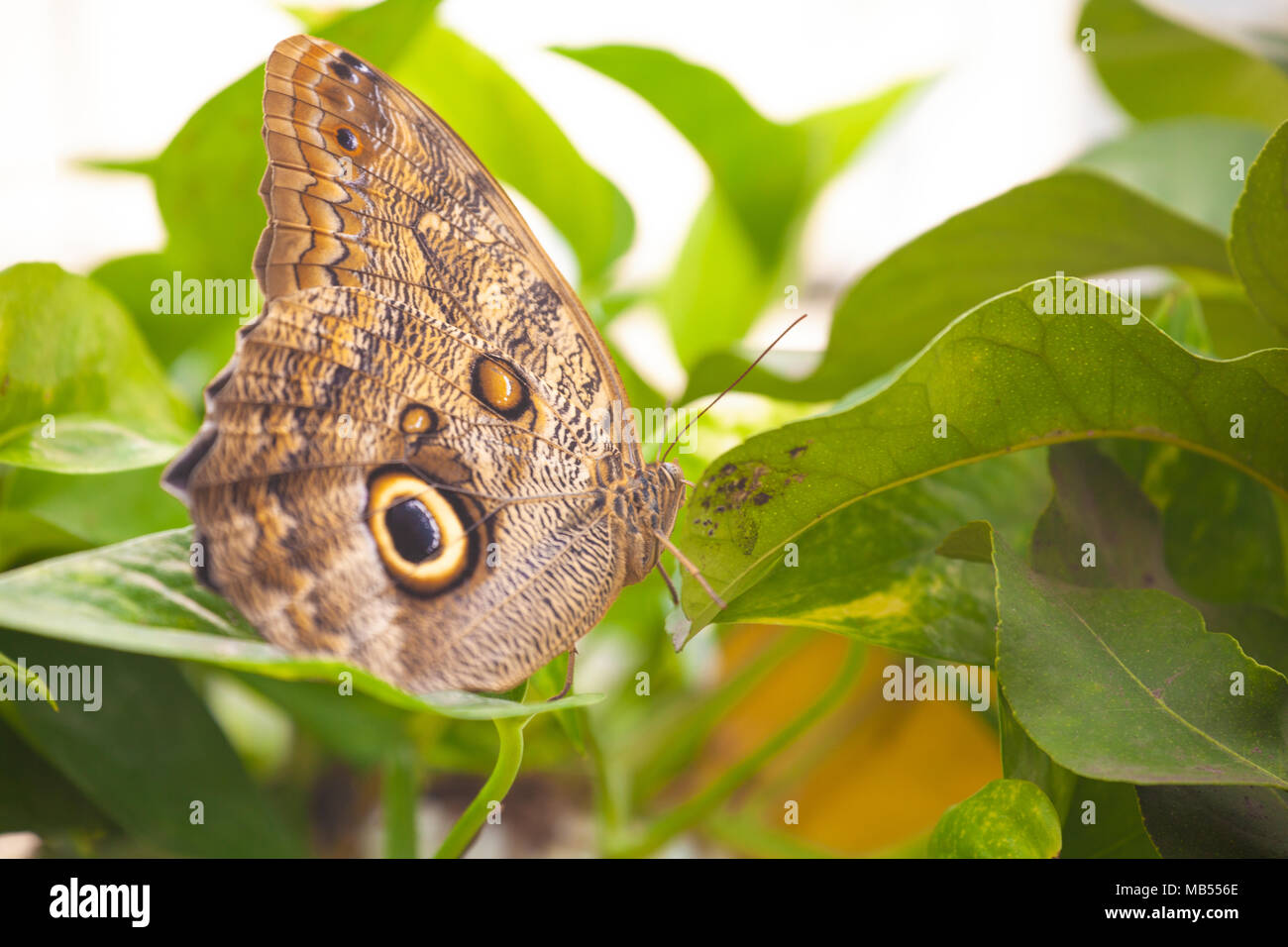 Owl Butterfly Caligo Memnon High Resolution Stock Photography and ...