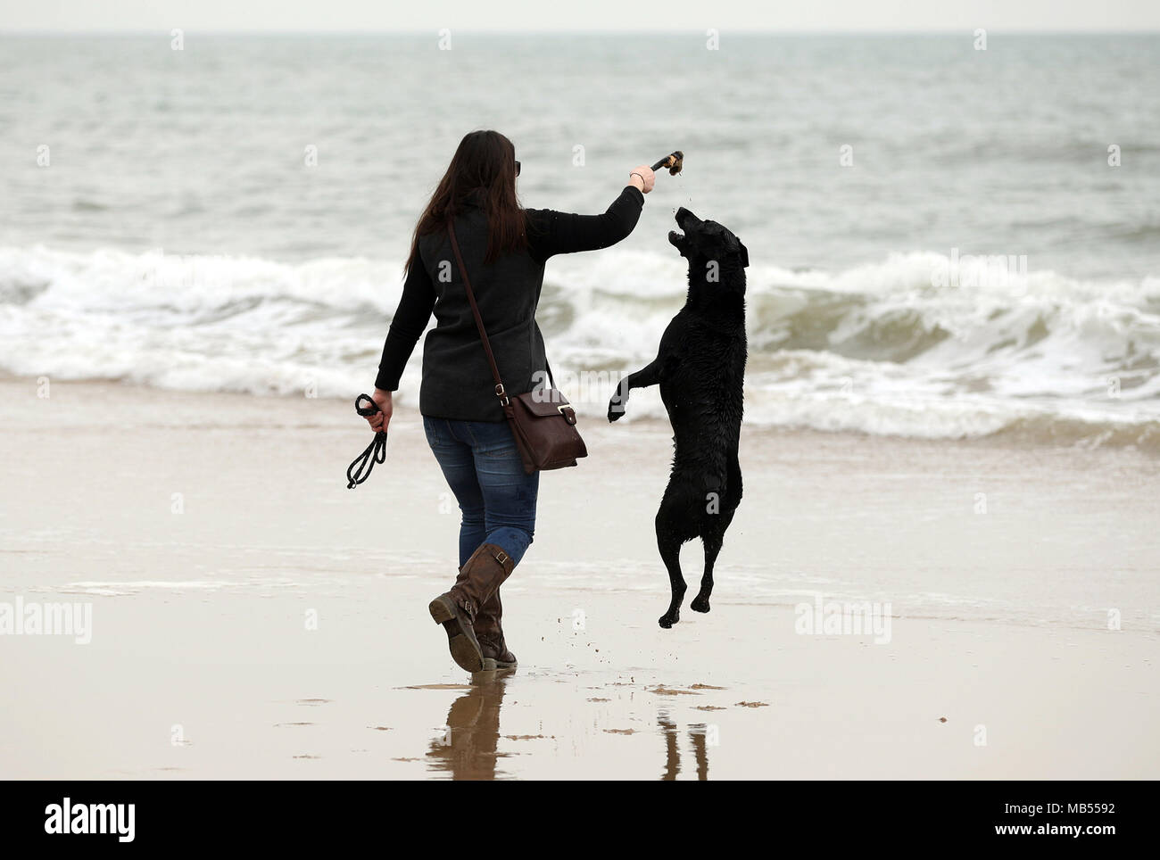 Bruno the dog plays on Bournemouth beach Stock Photo - Alamy