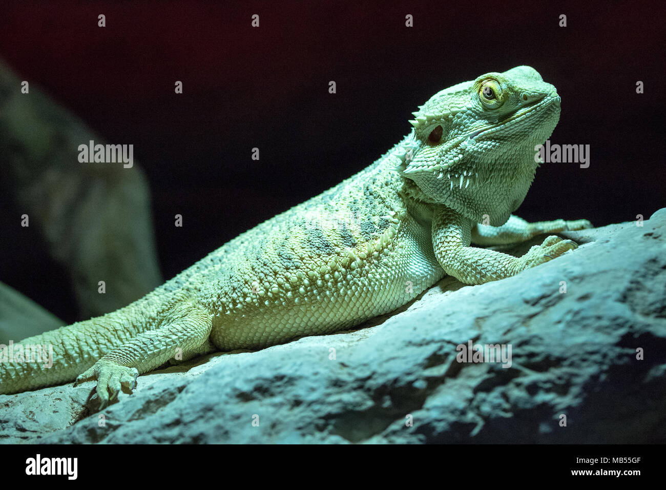 Nightanimals hi-res stock photography and images - Alamy