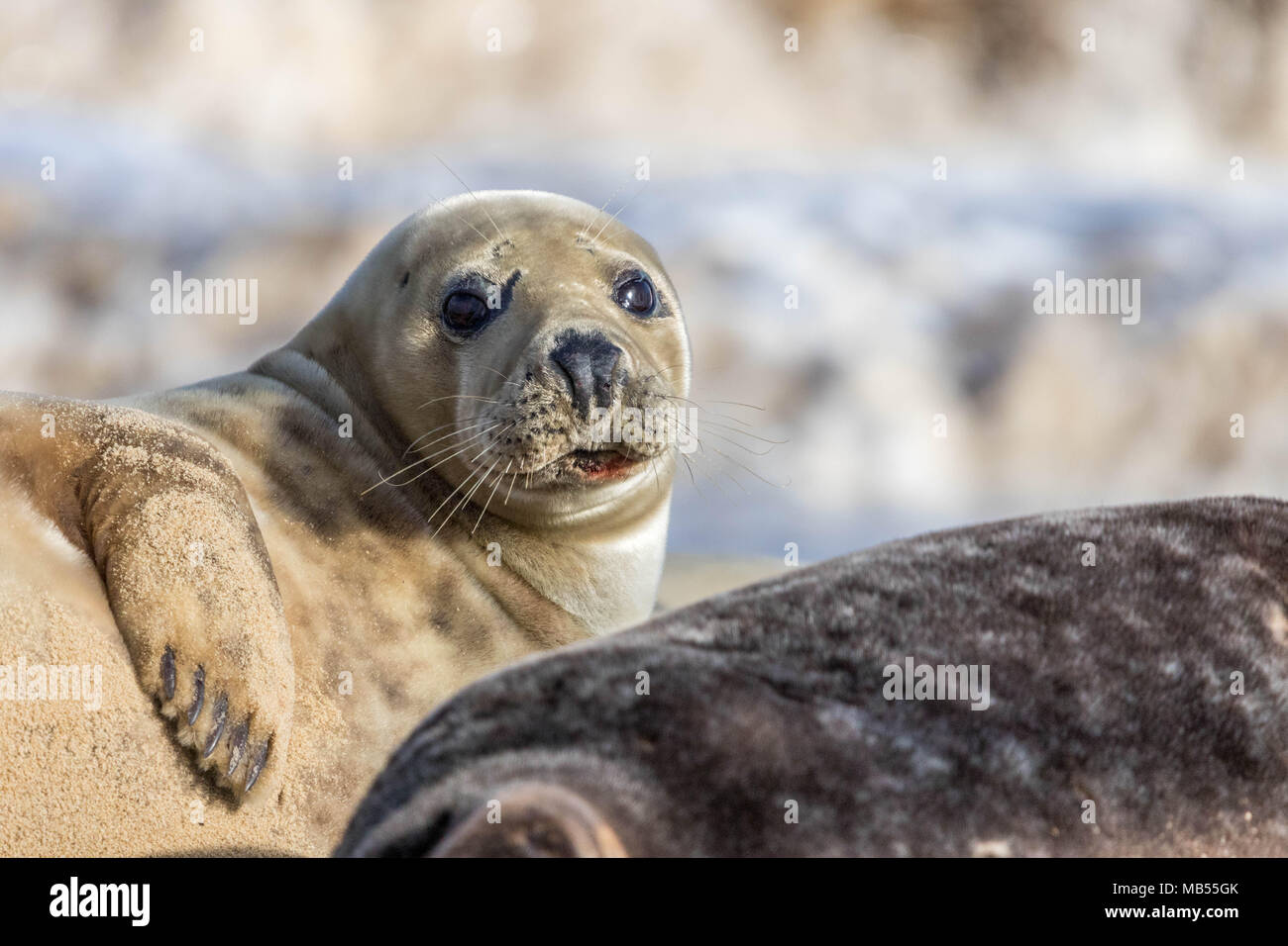 Places of seal harbour hi-res stock photography and images - Alamy