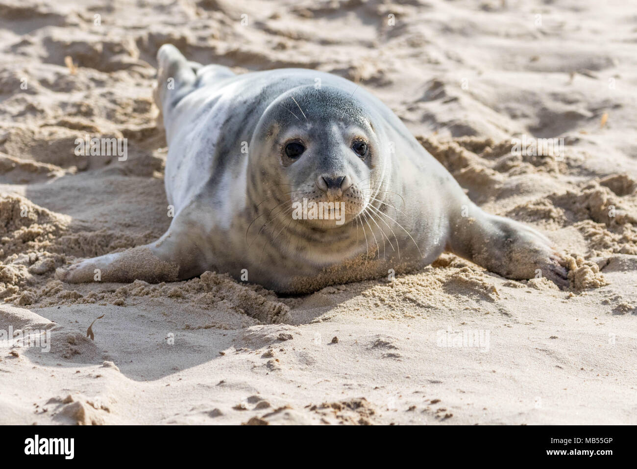 Places of seal harbour hi-res stock photography and images - Alamy