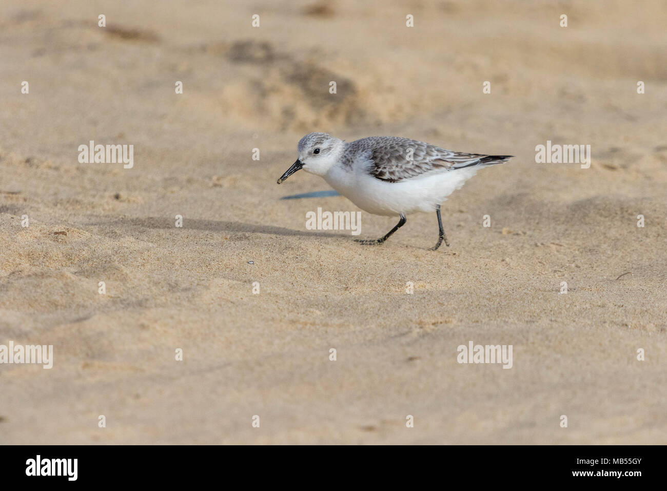 Sanderling australia hi-res stock photography and images - Alamy