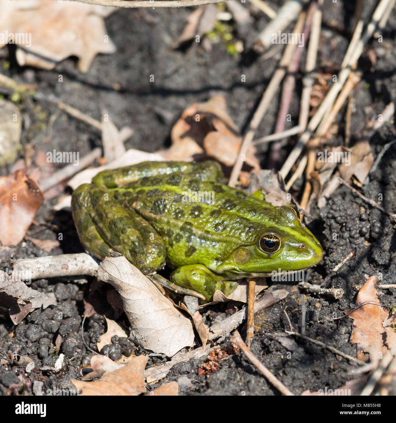 portrait of natural green frog (rana esculenta) sitting on natural ...