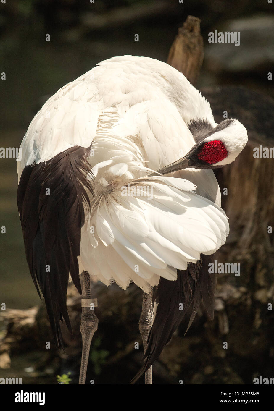 a bird is cleaning itself in its little pond Stock Photo - Alamy