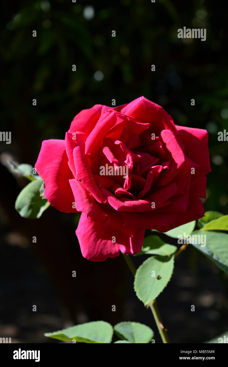 San valentino rose hi-res stock photography and images - Alamy
