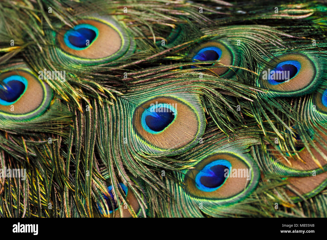 Green peafowl / peacock (Pavo muticus) tail feathers background Stock ...