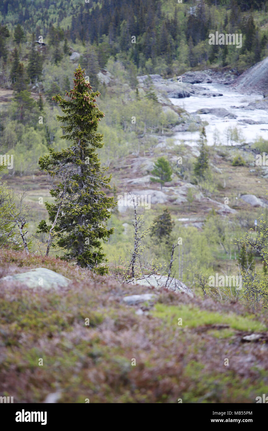 Spring tundra landscape in Hardangervidda national park, Norway Stock ...