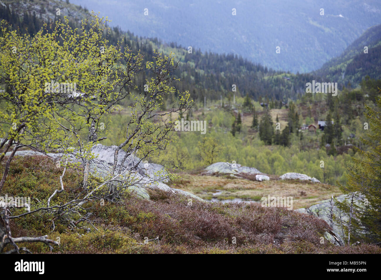 Spring tundra landscape in Hardangervidda national park, Norway Stock ...