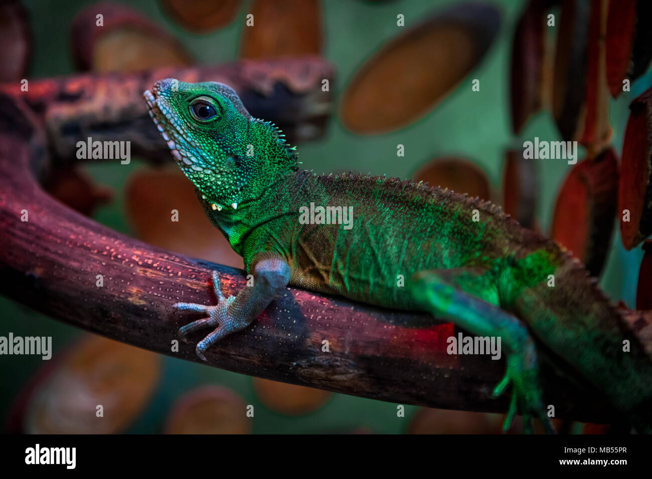Green basilisk lizard on the water hi-res stock photography and images ...