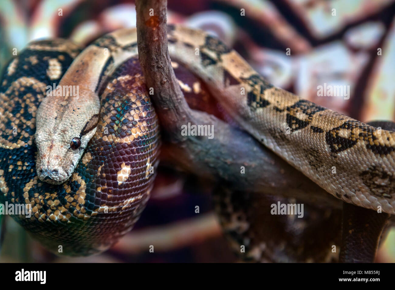 Burmese python close up tongue hi-res stock photography and images - Alamy