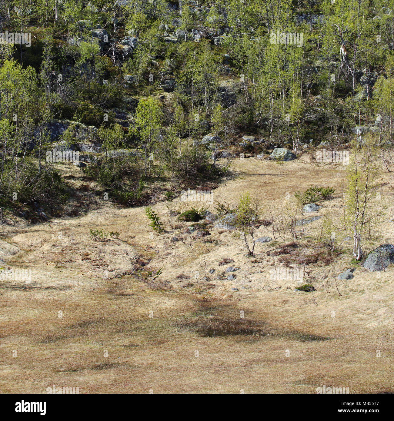 Spring tundra background with moss, swamp and small trees Stock Photo ...