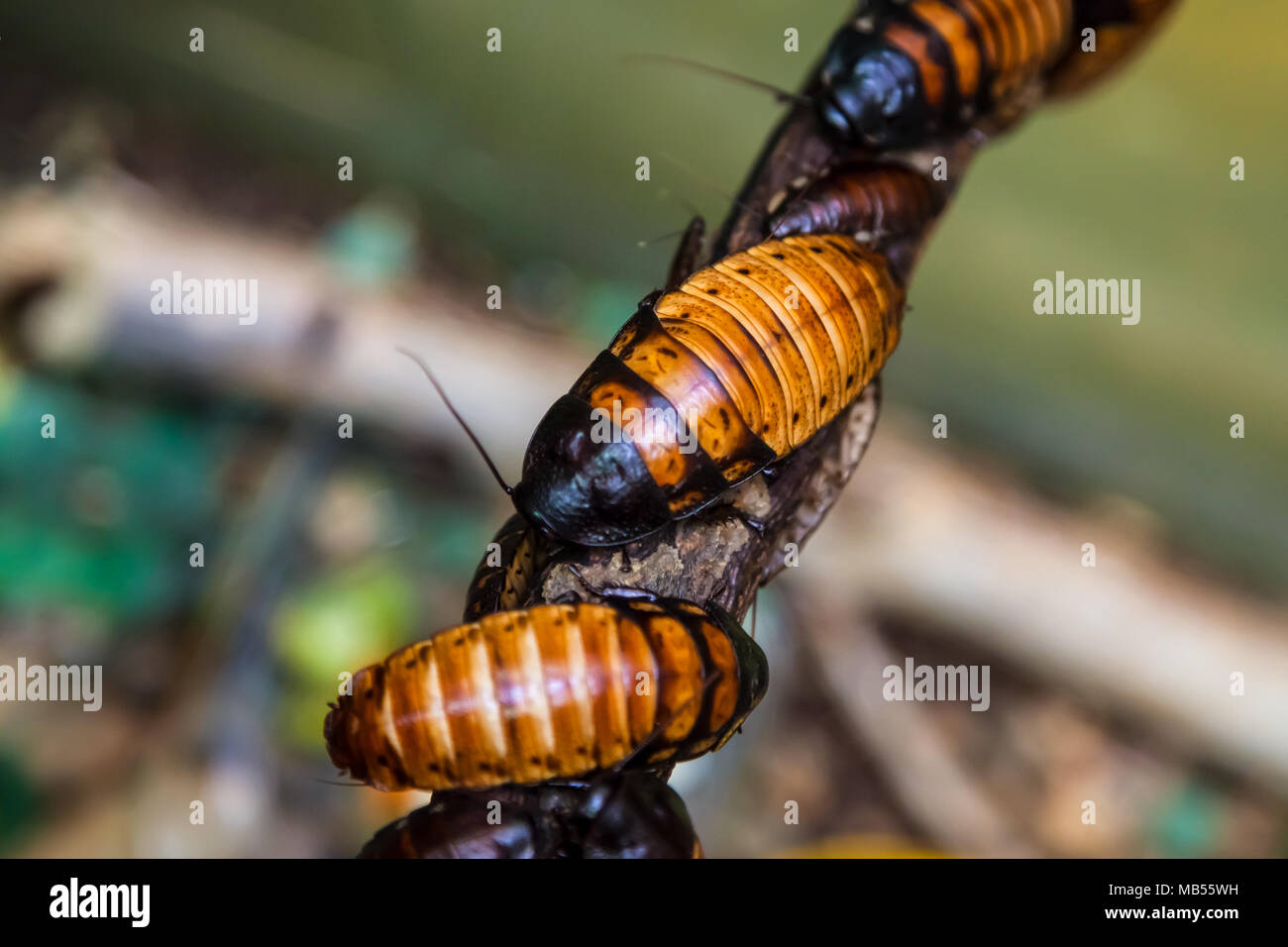Madagascan giant cockroach hi-res stock photography and images - Alamy