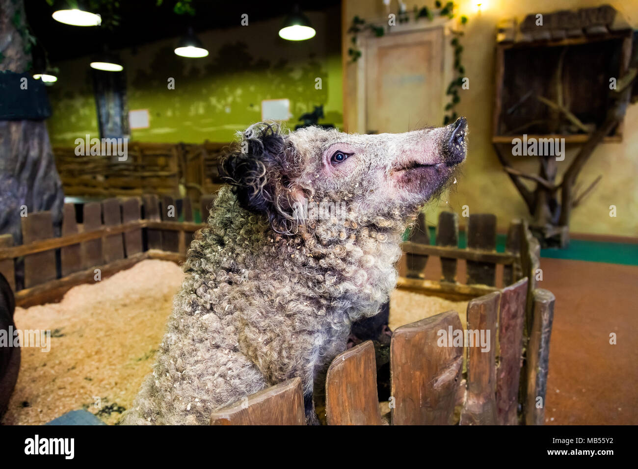 Piglet beige hi-res stock photography and images - Alamy