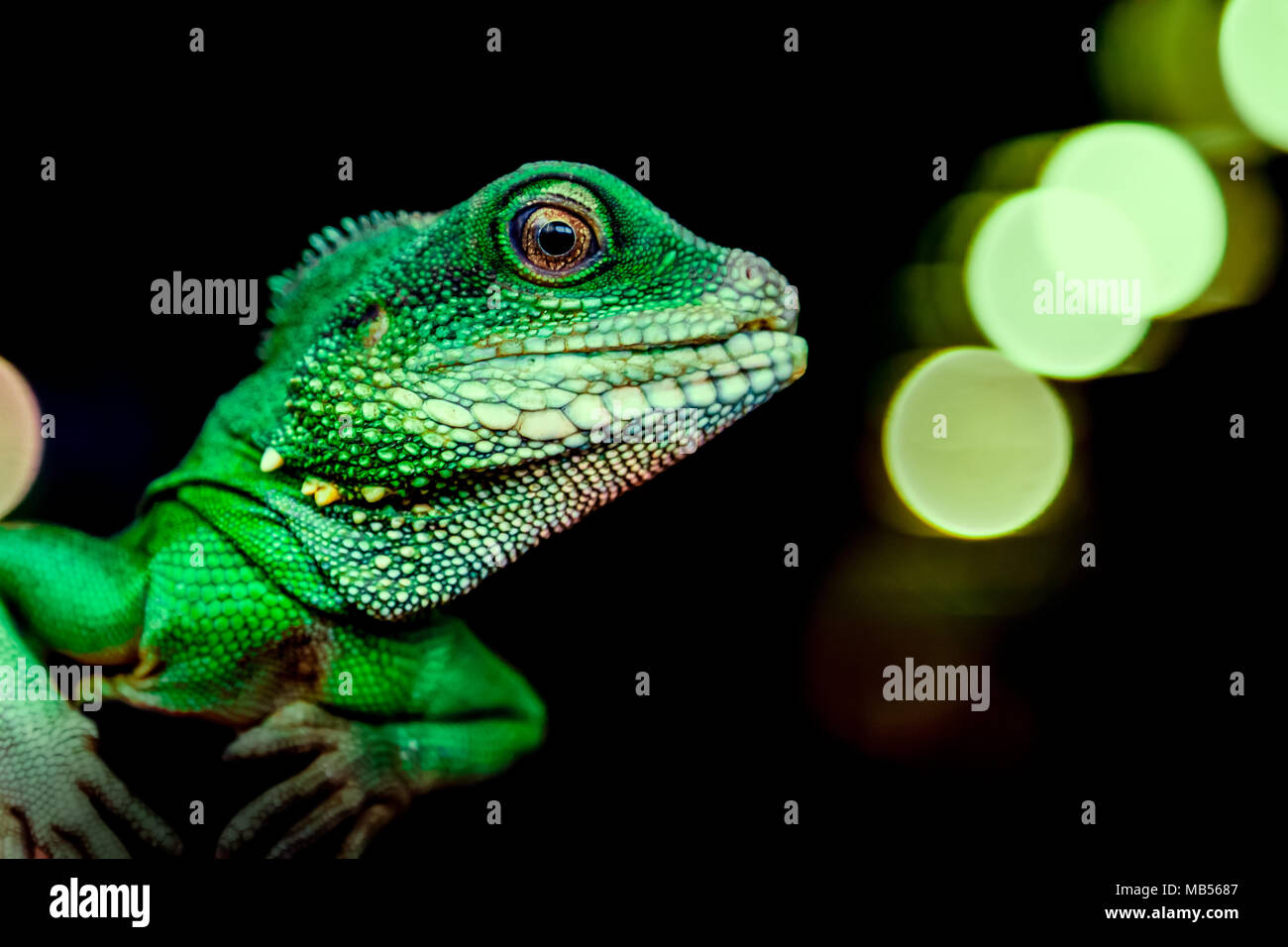 Close-up of a green beautiful lizard or Lacertilia with big black eyes ...
