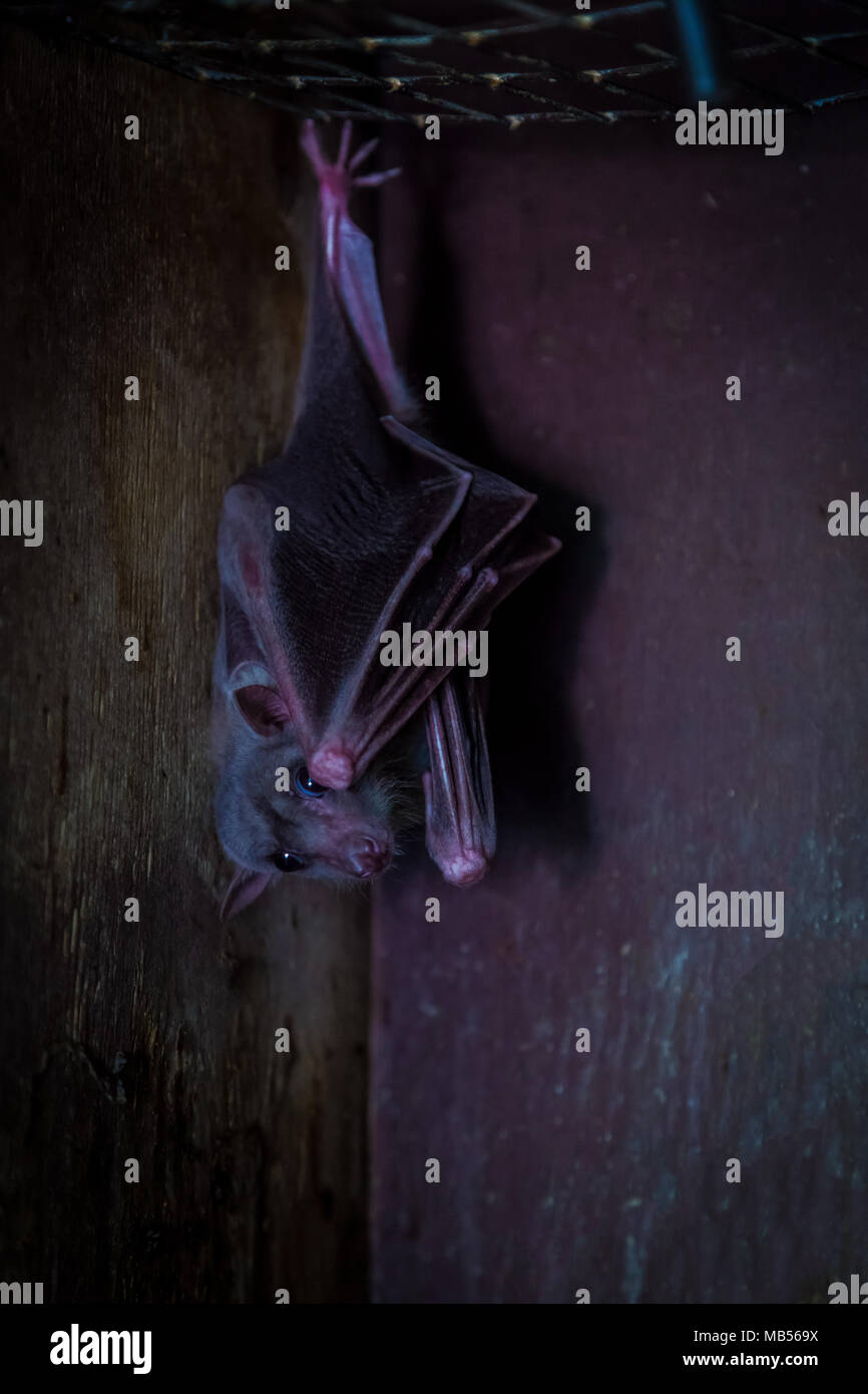 Microchiroptera chiroptera hi-res stock photography and images - Alamy