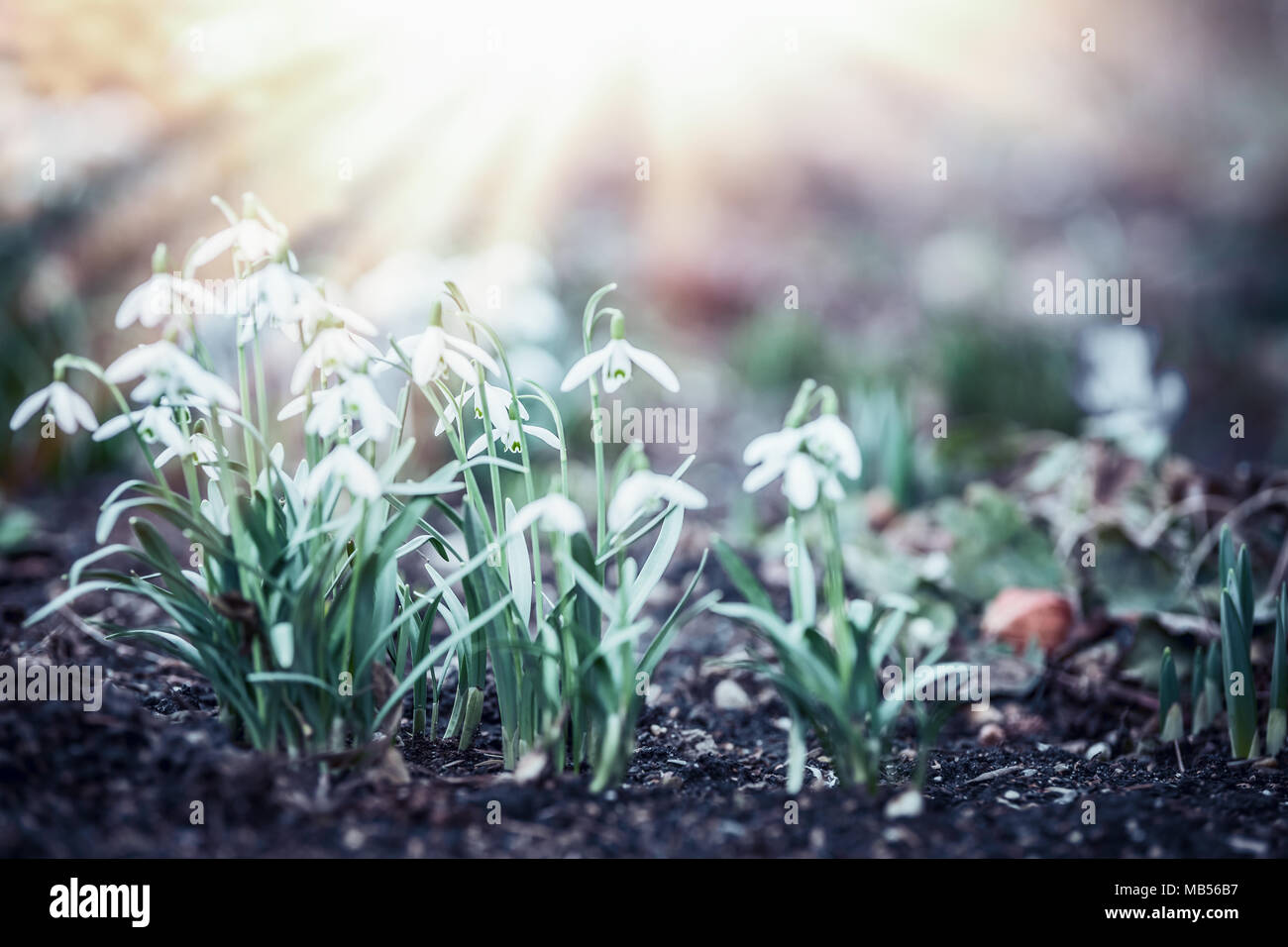 Snowdrops flowers with sun rays in garden, park or forest, spring ...