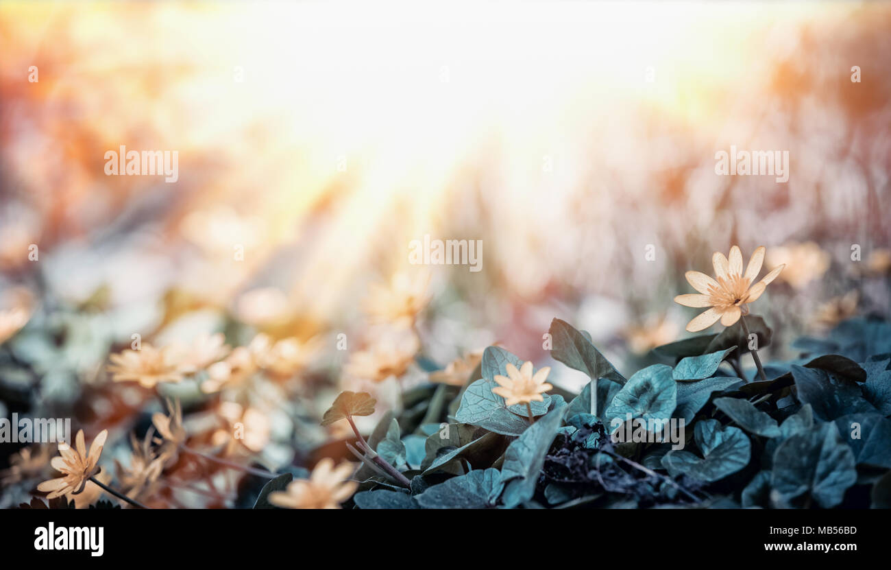Field with little yellow flowers and sun rays , outdoor nature Stock ...