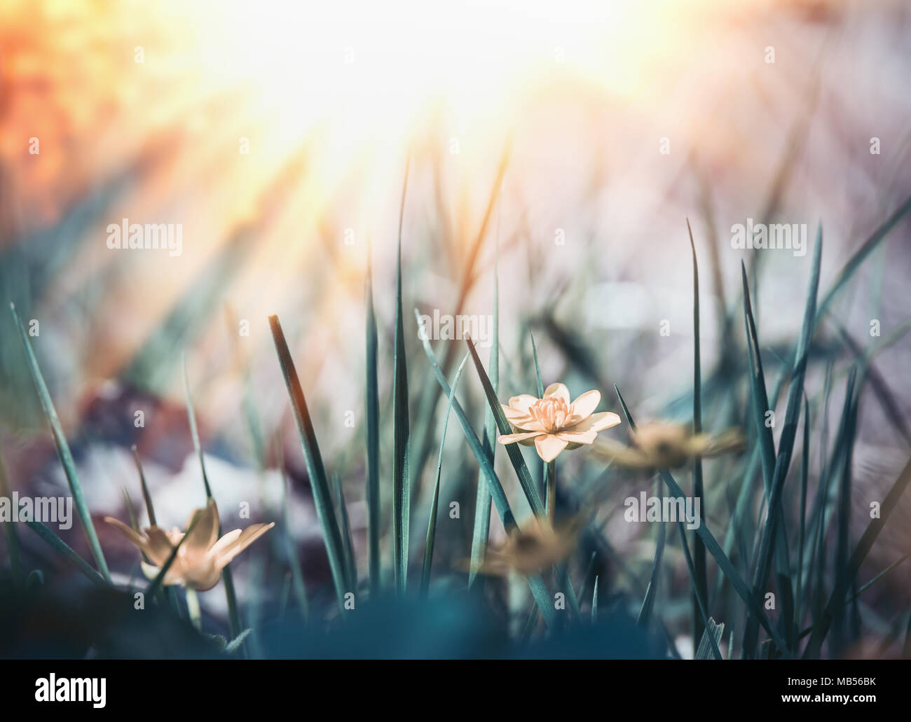 Wild nature background with grass, flowers and sun rays Stock Photo - Alamy