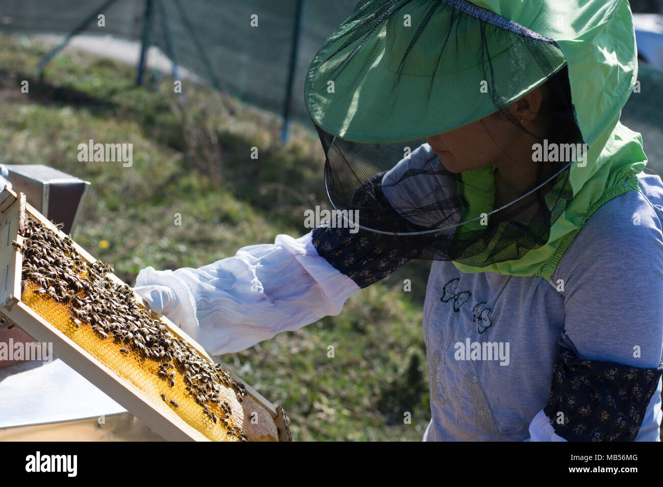 A beekeeper moves frames around inside the bee box Stock Photo - Alamy