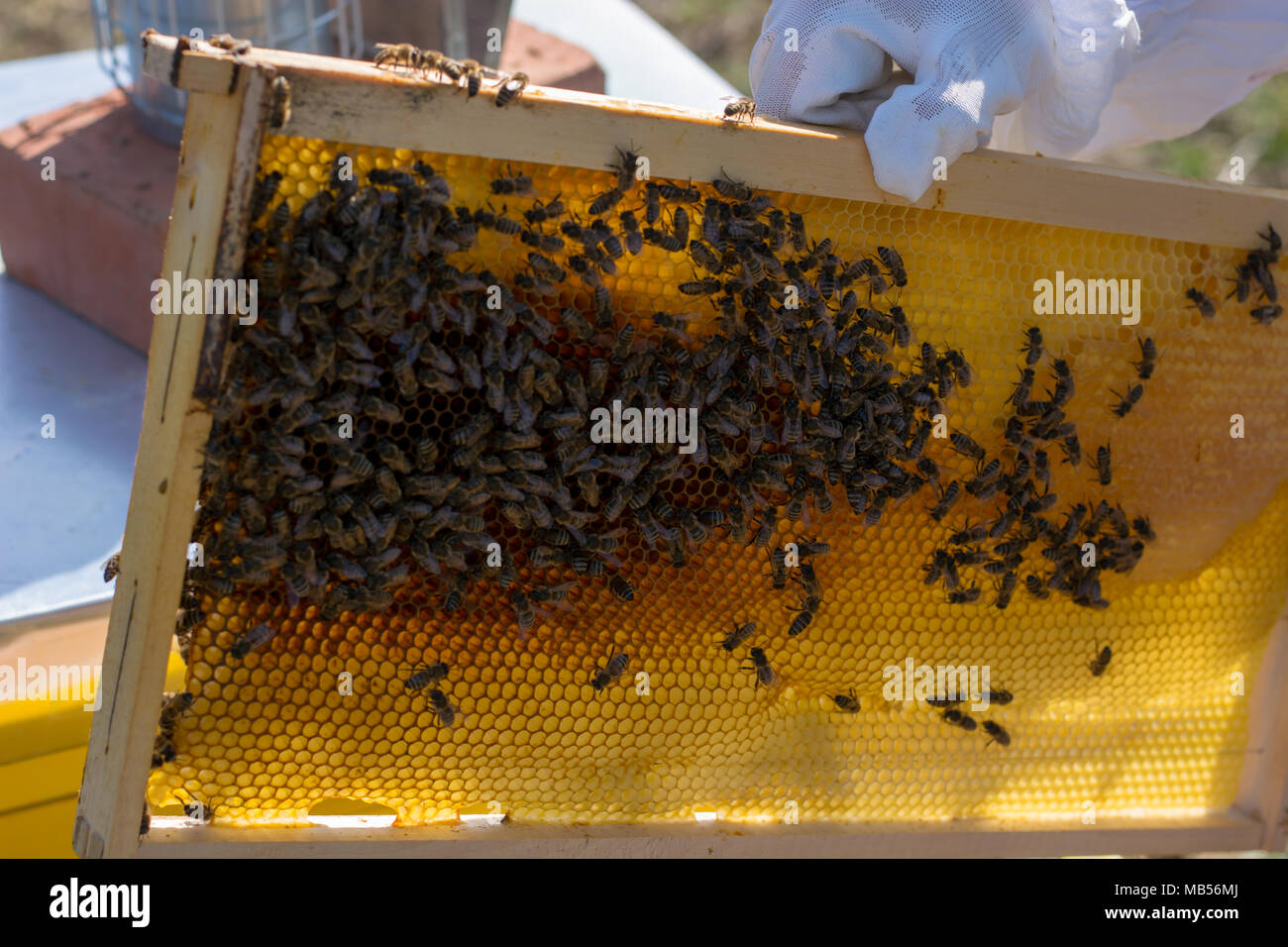 Frames of a bee hive. Beekeeper harvesting honey. The bee smoker is ...