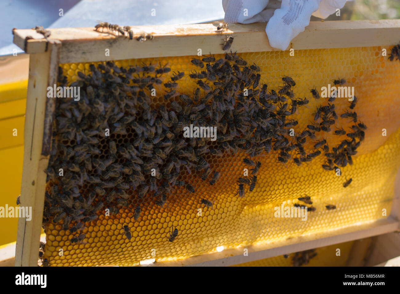 Frames of a bee hive. Beekeeper harvesting honey. The bee smoker is ...