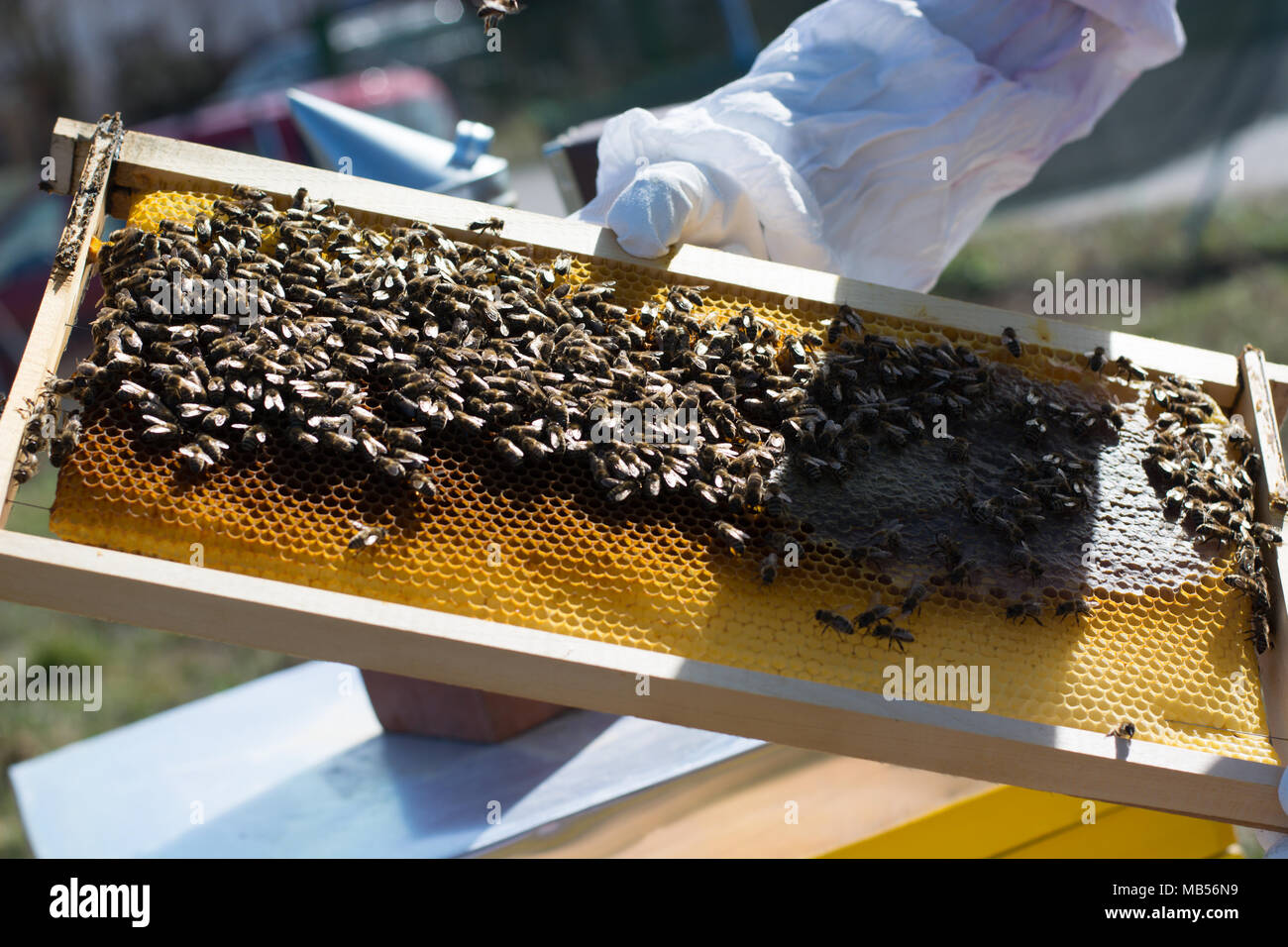 Frames of a bee hive. Beekeeper harvesting honey. The bee smoker is ...