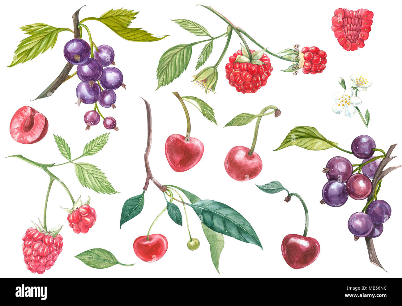 Set of hand drawn berries isolated on white background. Blackcurrant ...